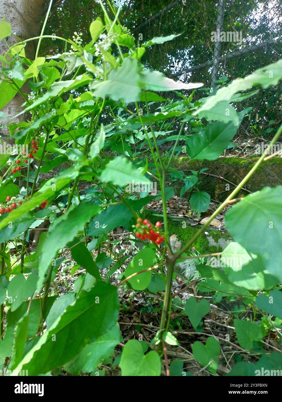 pigeonberry (Rivina humilis) Plantae Stock Photo - Alamy