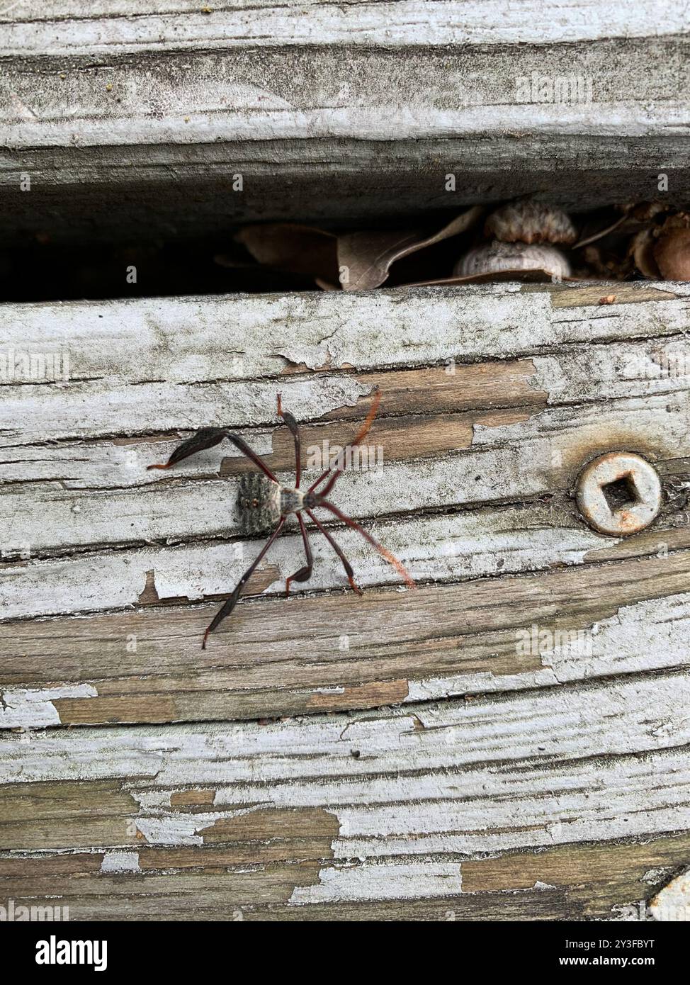 Spine-headed Bugs (Acanthocephala) Insecta Stock Photo - Alamy