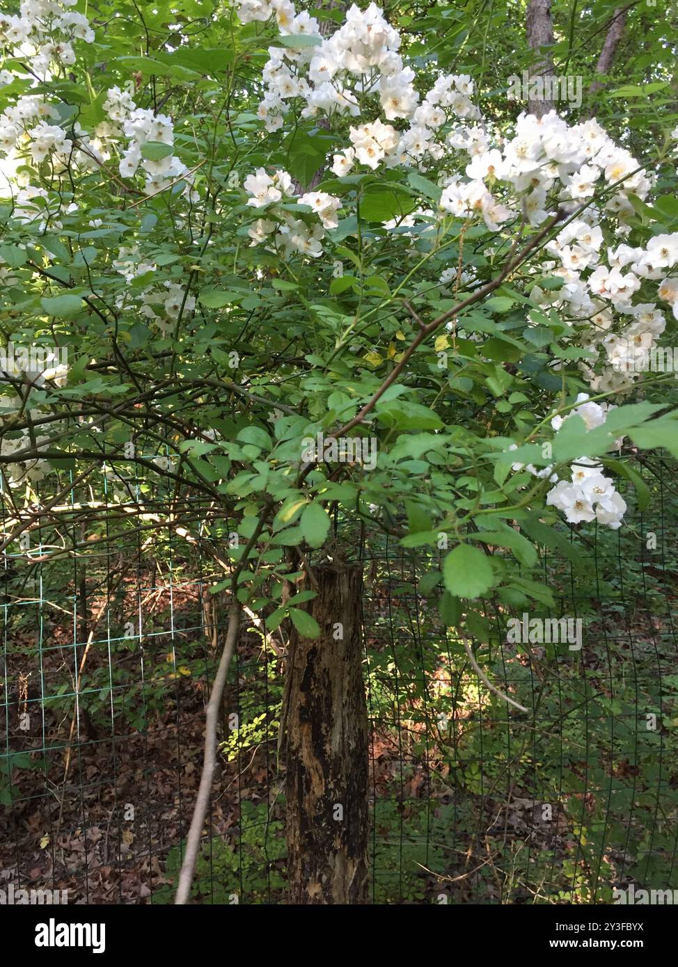 multiflora rose (Rosa multiflora) Plantae Stock Photo - Alamy