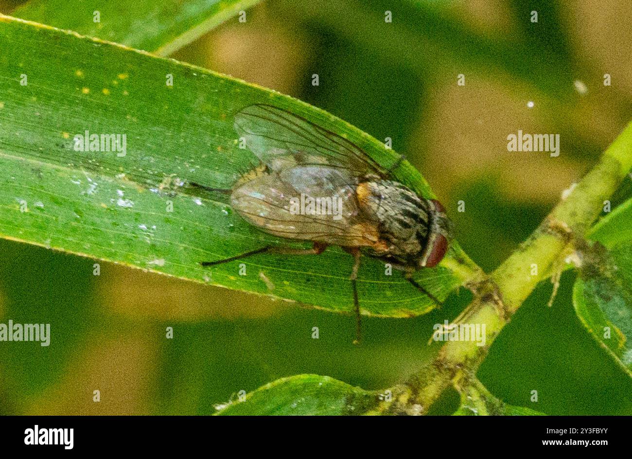 Flies diptera insecta แขวงพญาไท hi-res stock photography and images - Alamy