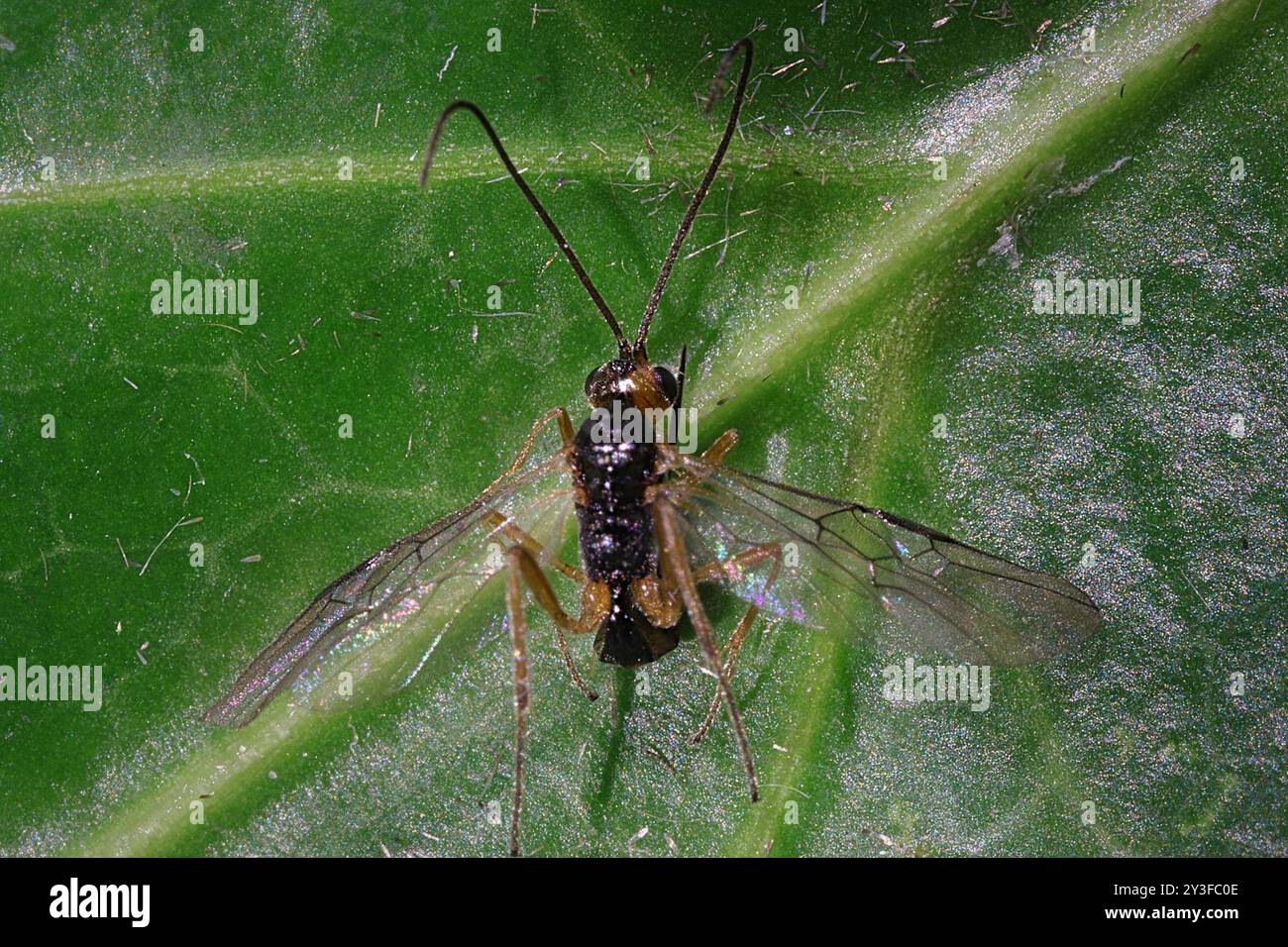 Braconid Wasps (Braconidae) Insecta Stock Photo - Alamy