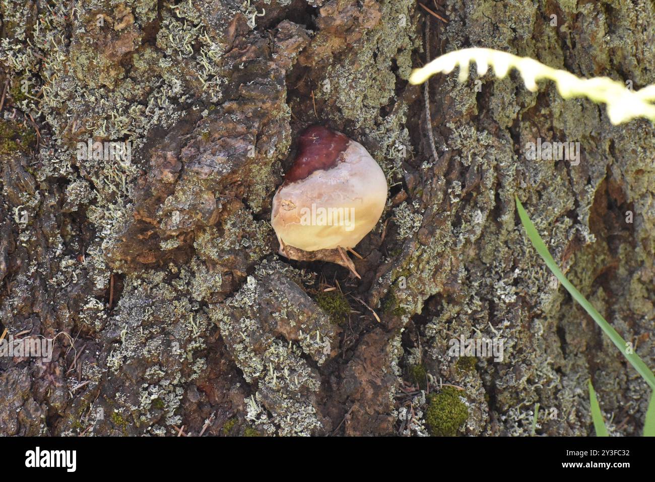 West Coast Reishi (Ganoderma oregonense) Fungi Stock Photo - Alamy