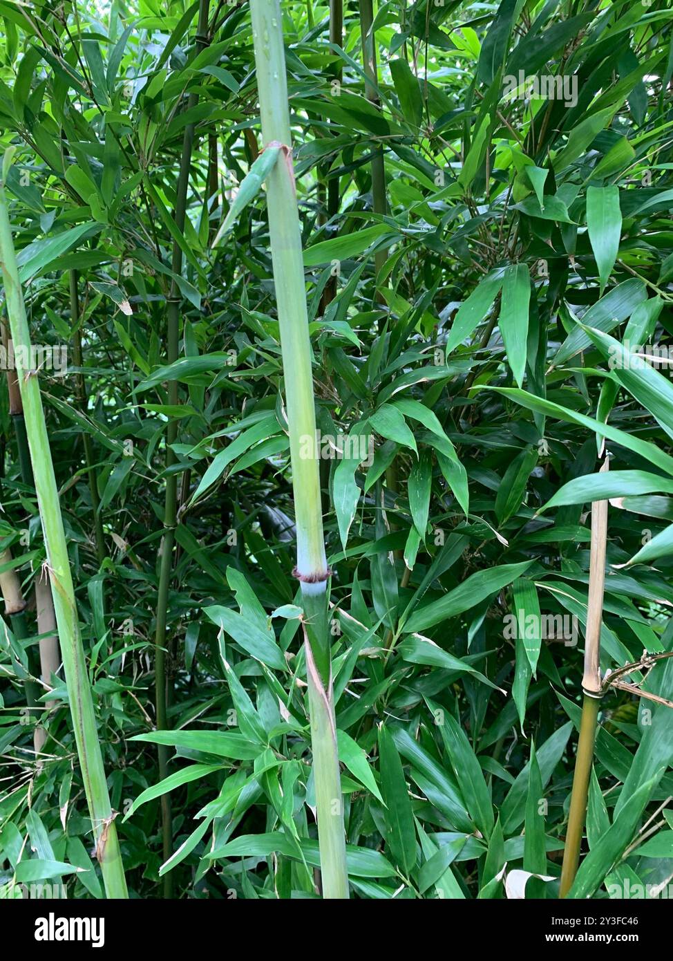fishpole bamboo (Phyllostachys aurea) Plantae Stock Photo - Alamy