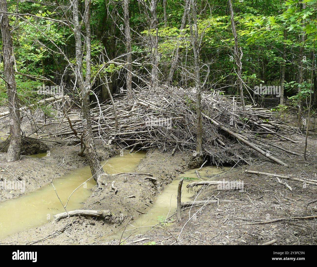 American Beaver (Castor canadensis) Mammalia Stock Photo - Alamy