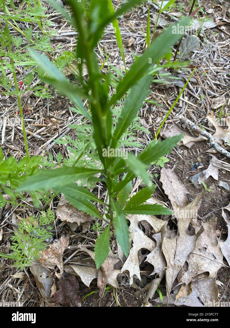 Virginia pepperweed (Lepidium virginicum) Plantae Stock Photo - Alamy