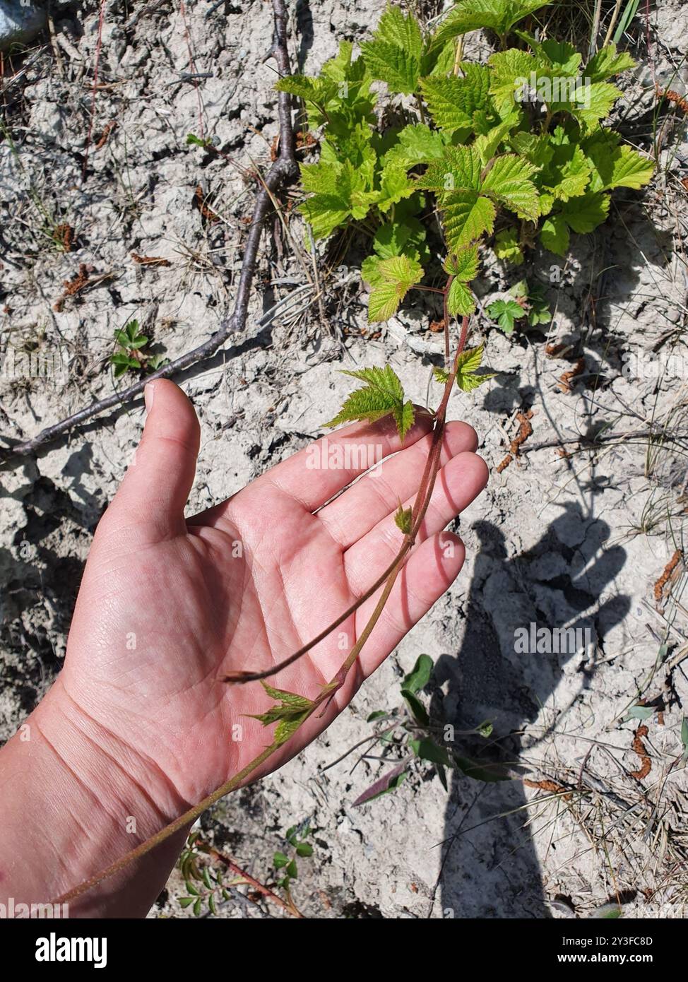 Stone Bramble (Rubus saxatilis) Plantae Stock Photo - Alamy