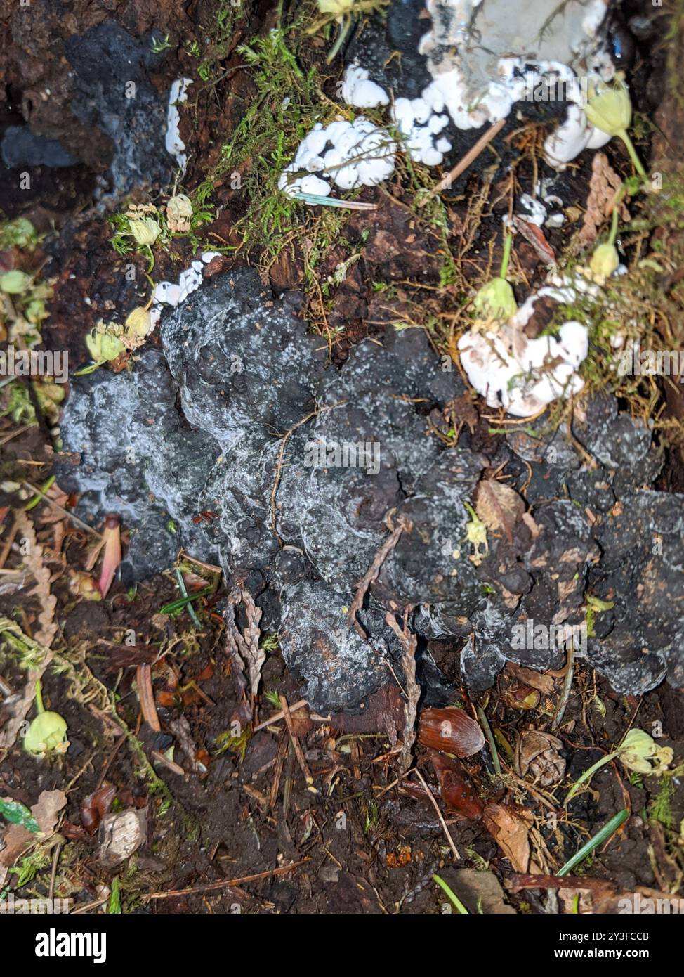 Brittle Cinder (Kretzschmaria deusta) Fungi Stock Photo - Alamy