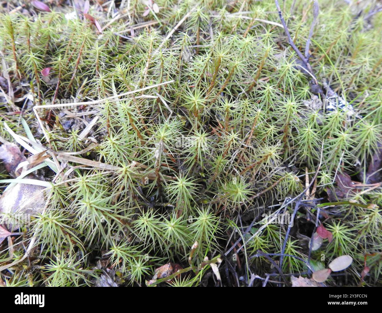 Common Haircap Moss (Polytrichum commune) Plantae Stock Photo - Alamy