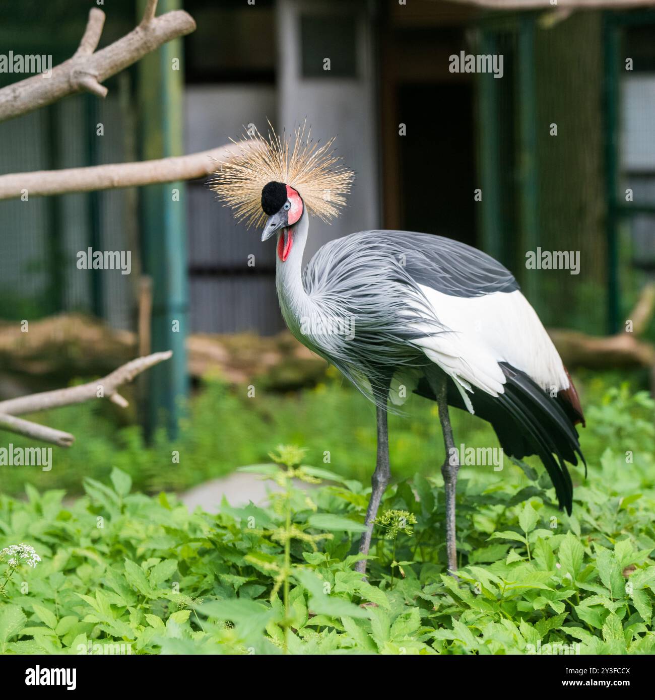 African grey crown crane, Bird background Stock Photo - Alamy