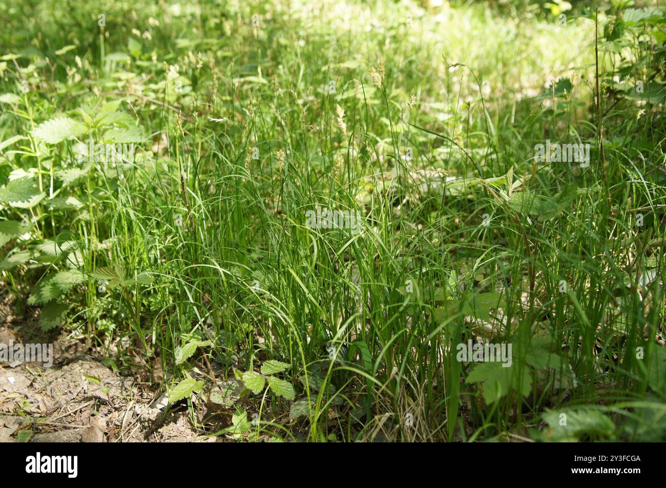 alpine grass (Carex brizoides) Plantae Stock Photo - Alamy