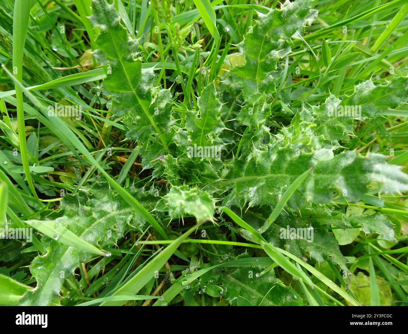 creeping thistle (Cirsium arvense) Plantae Stock Photo - Alamy