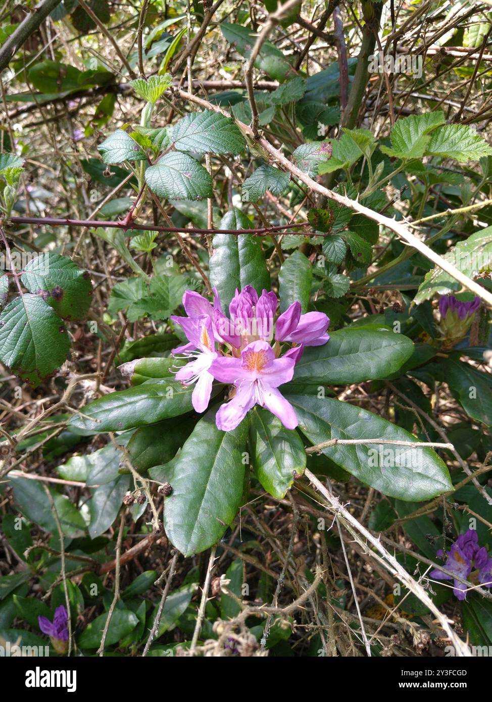 Common Rhododendron (Rhododendron ponticum) Plantae Stock Photo - Alamy