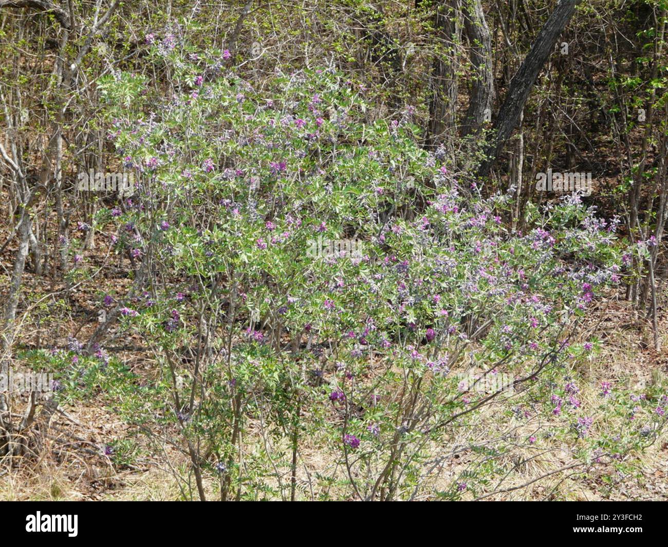 Cork Bush (Mundulea sericea) Plantae Stock Photo - Alamy