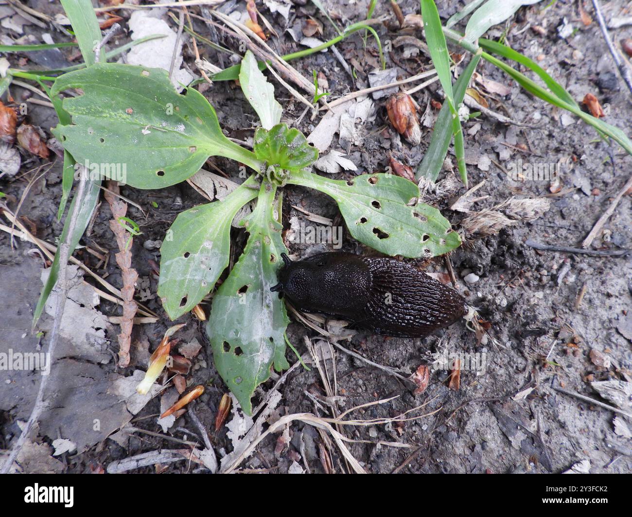 Spanish Slug (Arion vulgaris) Mollusca Stock Photo - Alamy