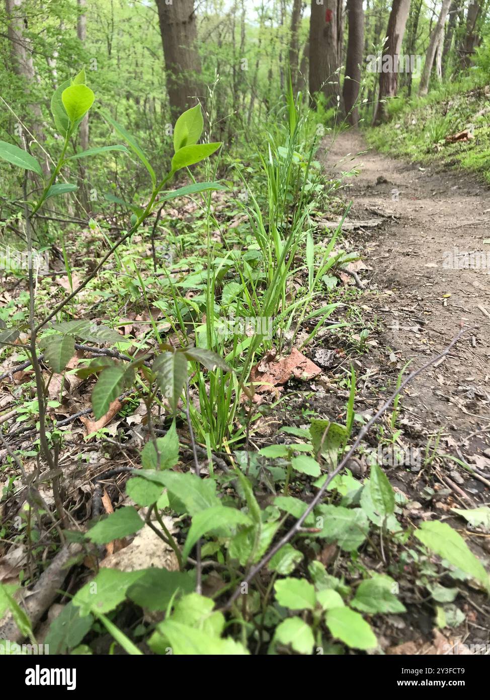 eastern poison ivy (Toxicodendron radicans) Plantae Stock Photo - Alamy