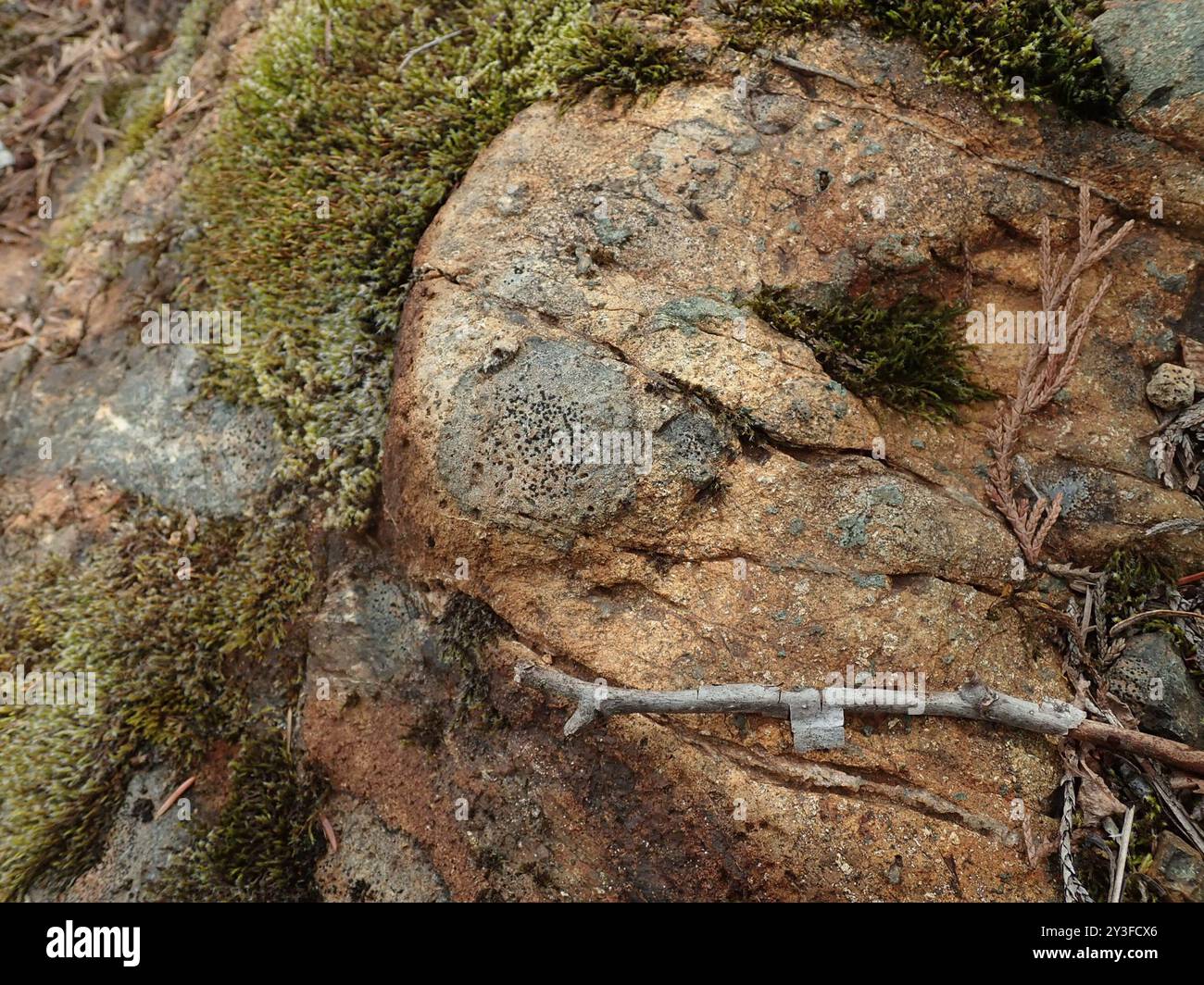 (Porpidia thomsonii) Fungi Stock Photo - Alamy