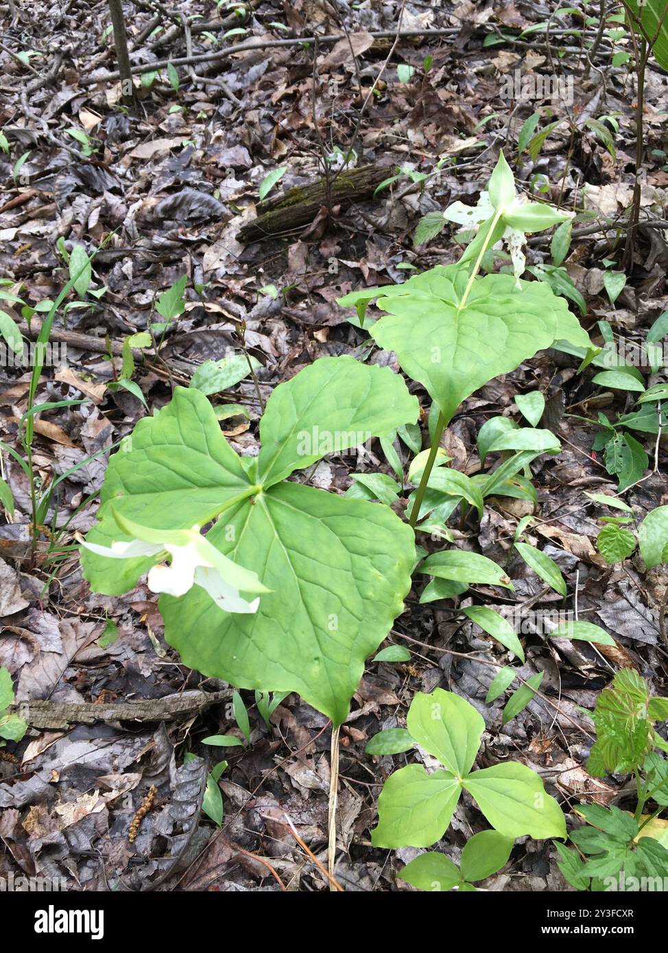 red trillium (Trillium erectum) Plantae Stock Photo - Alamy