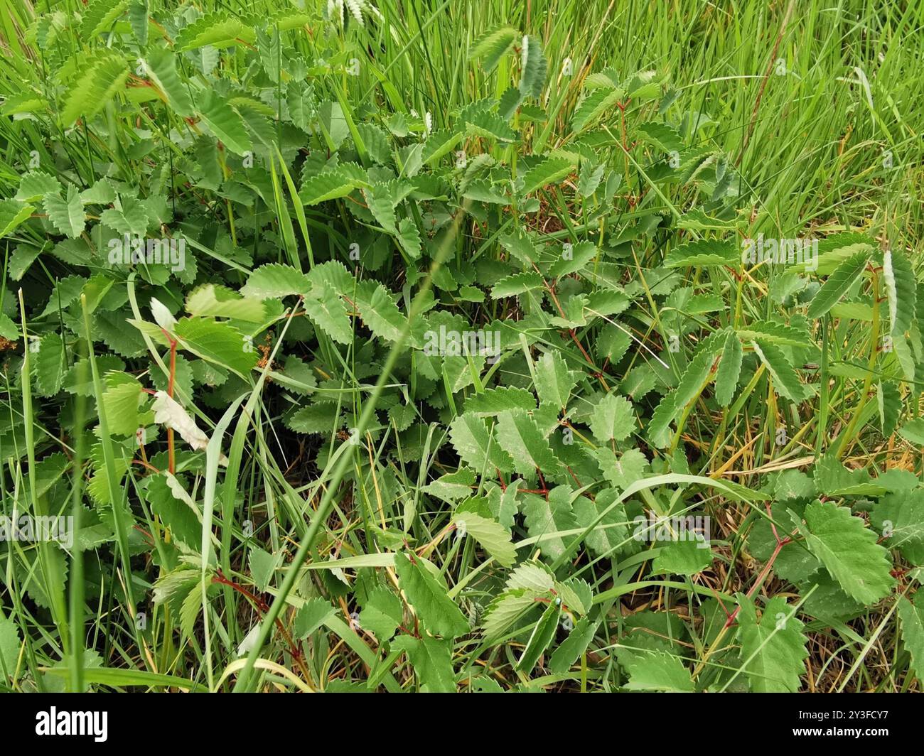 Great burnet (Sanguisorba officinalis) Plantae Stock Photo - Alamy