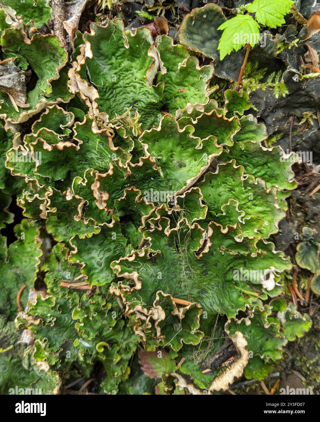 freckled pelt lichen (Peltigera aphthosa) Fungi Stock Photo - Alamy