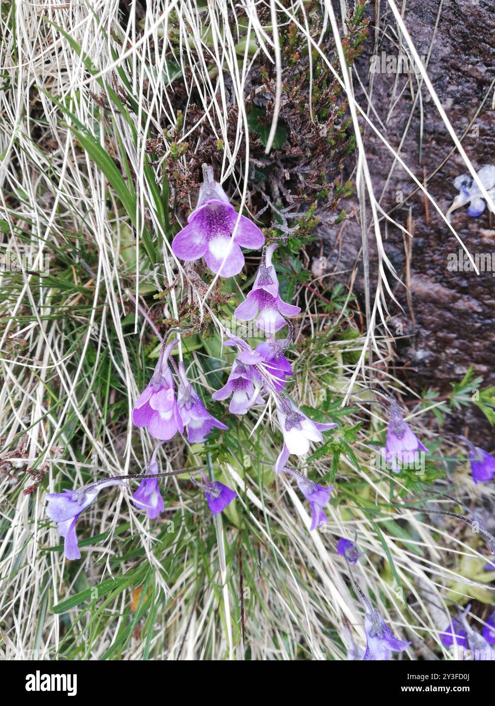 Southern Butterwort (Pinguicula leptoceras) Plantae Stock Photo - Alamy