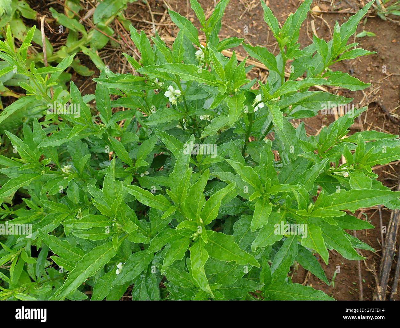 Jerusalem cherry (Solanum pseudocapsicum) Plantae Stock Photo - Alamy