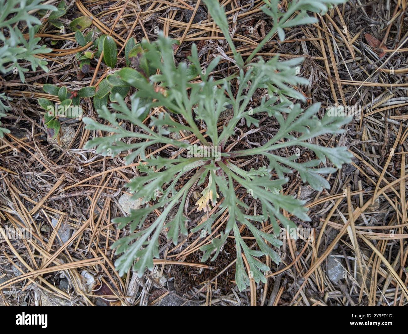Field Sagewort (Artemisia campestris) Plantae Stock Photo - Alamy