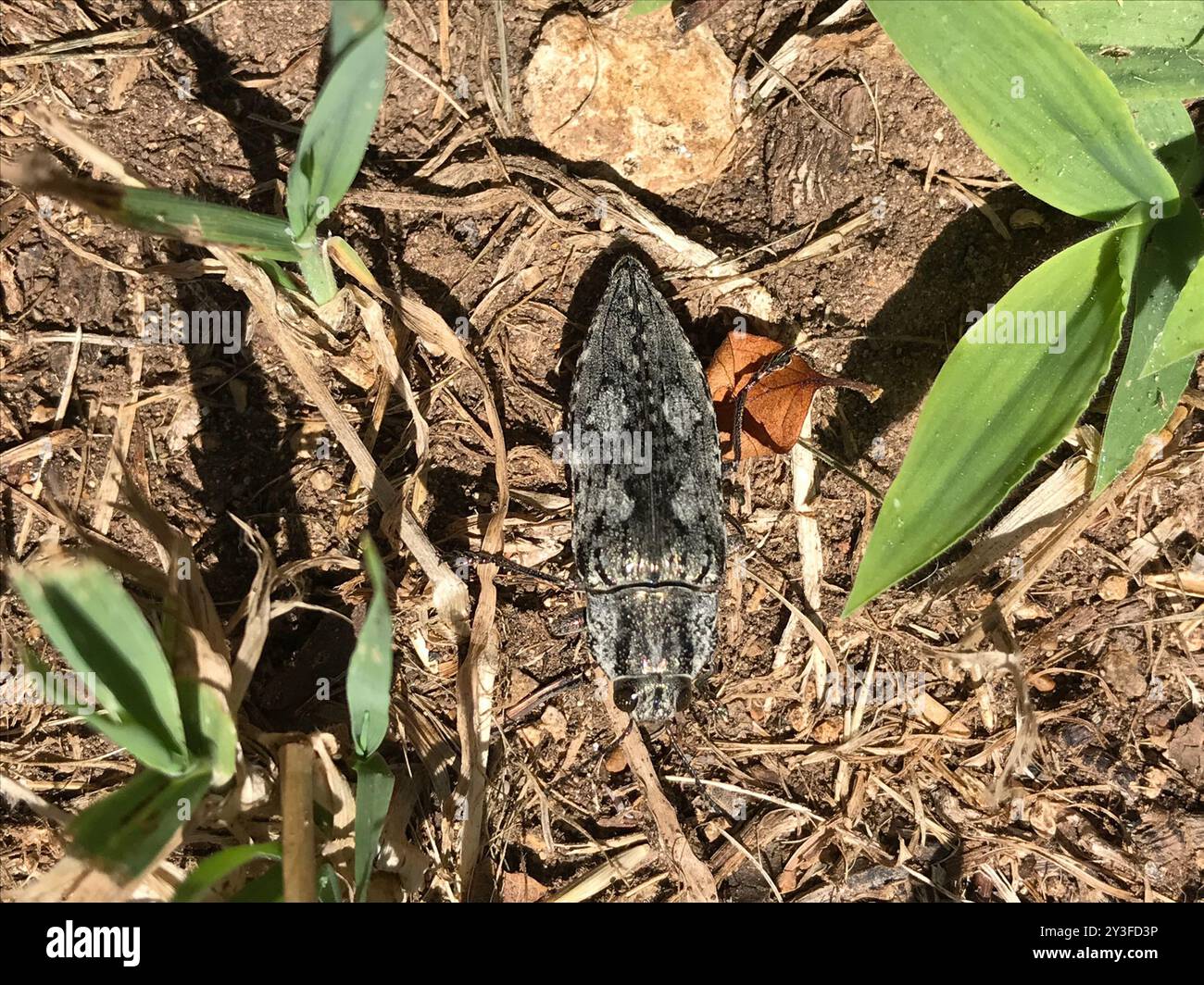 (Texania fulleri) Insecta Stock Photo - Alamy