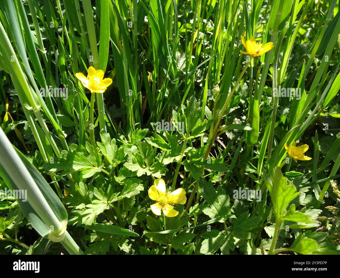 Creeping buttercup (Ranunculus repens) Plantae Stock Photo - Alamy