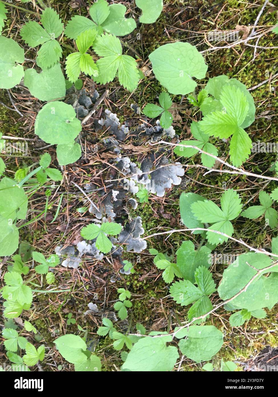 pelt lichens (Peltigera) Fungi Stock Photo - Alamy