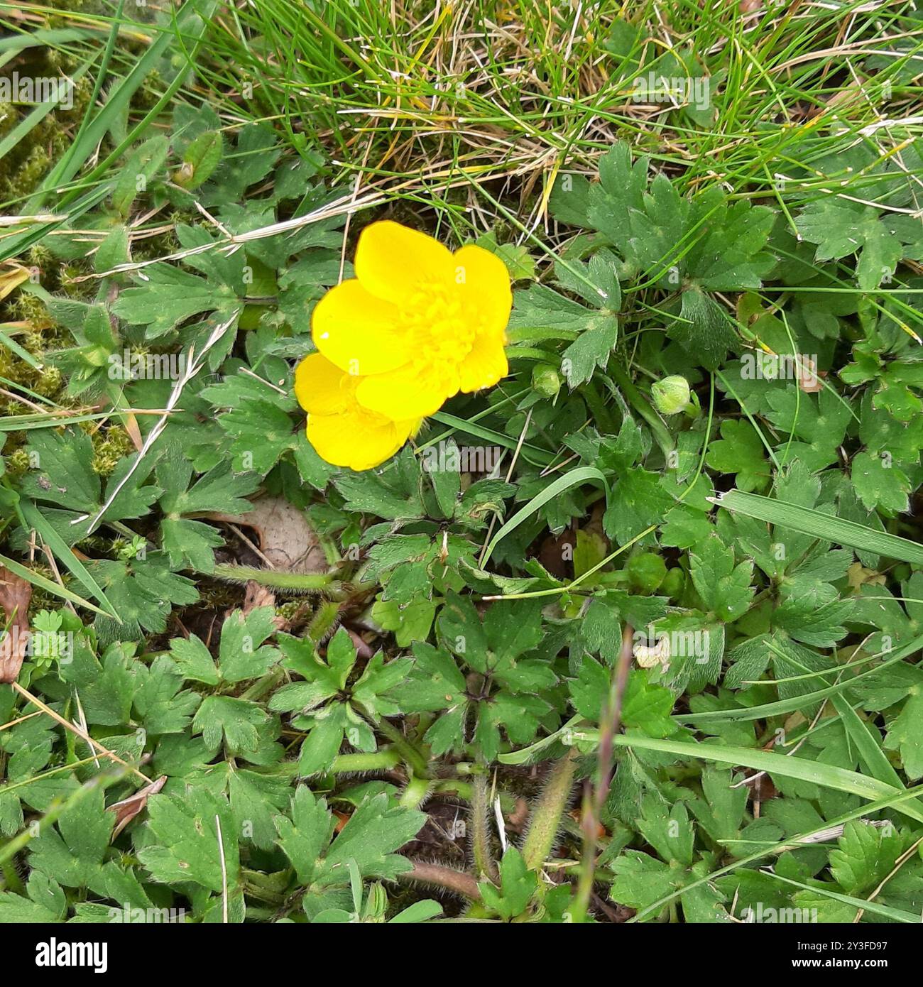 Creeping buttercup (Ranunculus repens) Plantae Stock Photo - Alamy