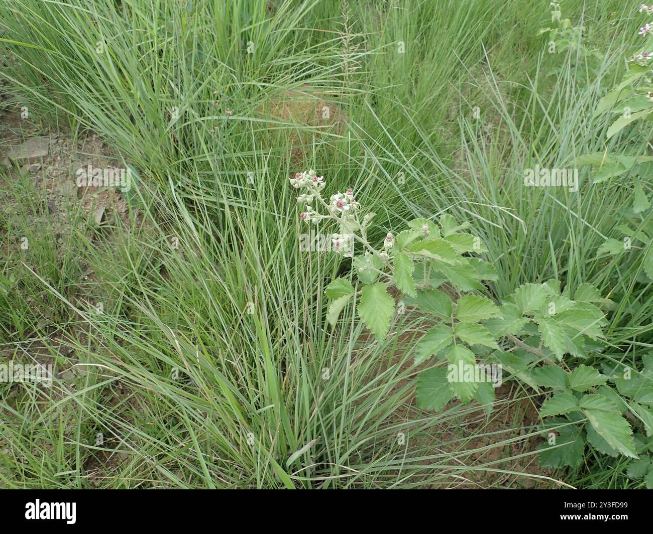 White Bramble (Rubus rigidus) Plantae Stock Photo - Alamy