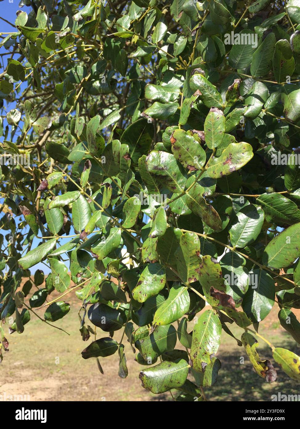 carob tree (Ceratonia siliqua) Plantae Stock Photo - Alamy