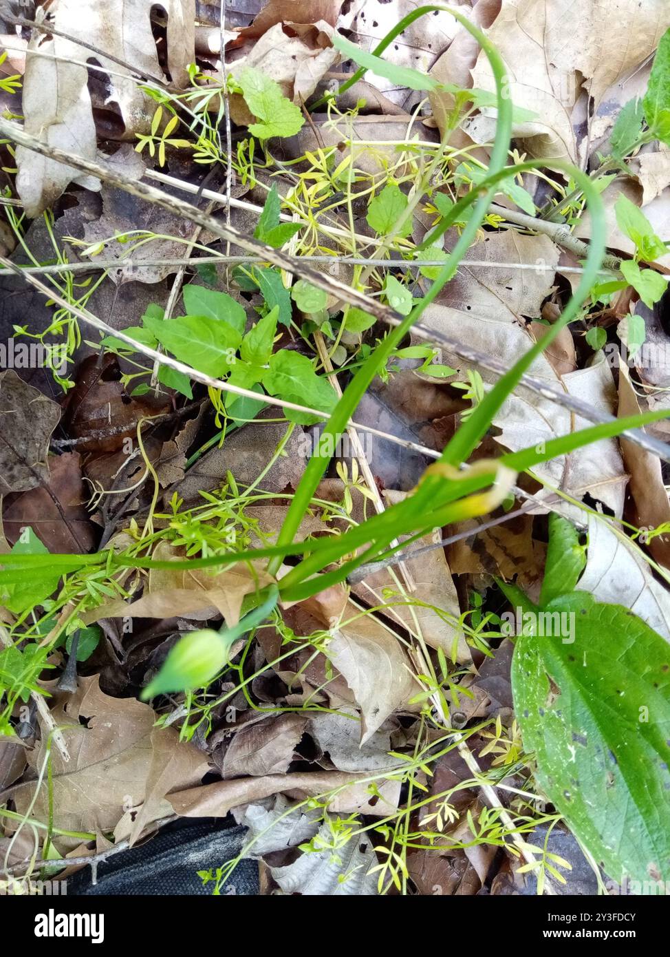 Asparagus rust (Puccinia asparagi) Fungi Stock Photo - Alamy