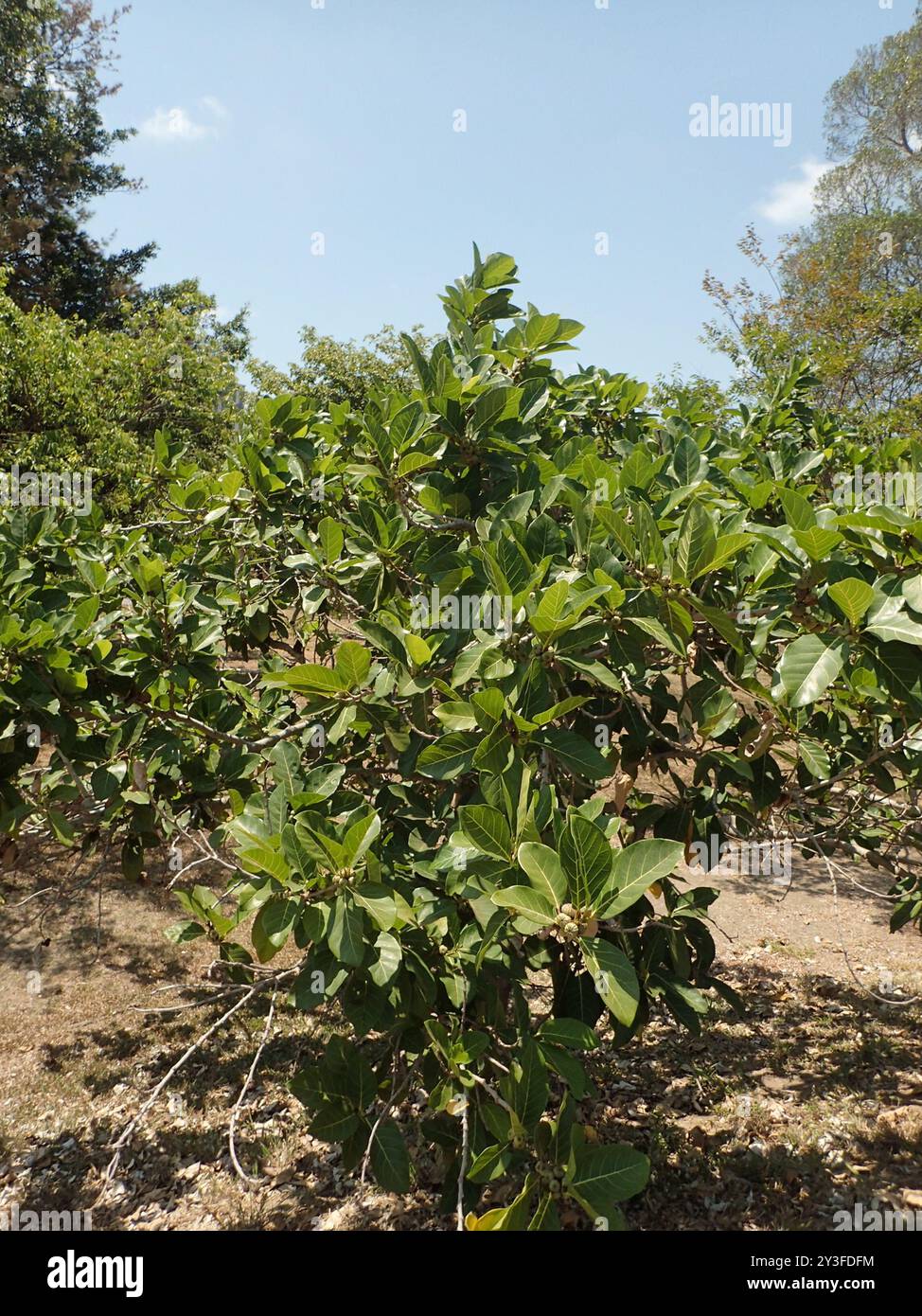 Ficus septica hi-res stock photography and images - Alamy