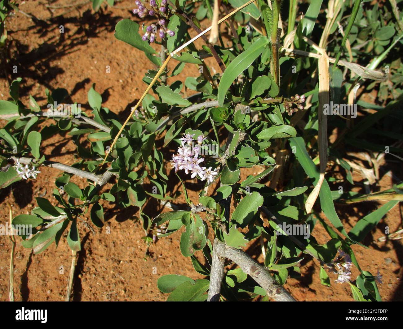 Puzzle Bush (Ehretia rigida) Plantae Stock Photo - Alamy