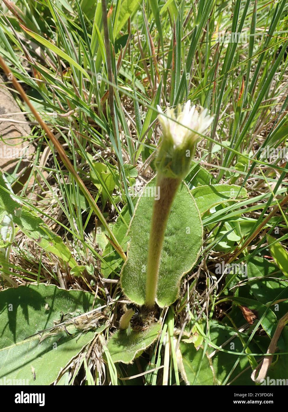 Butter Gerbera (Gerbera ambigua) Plantae Stock Photo - Alamy