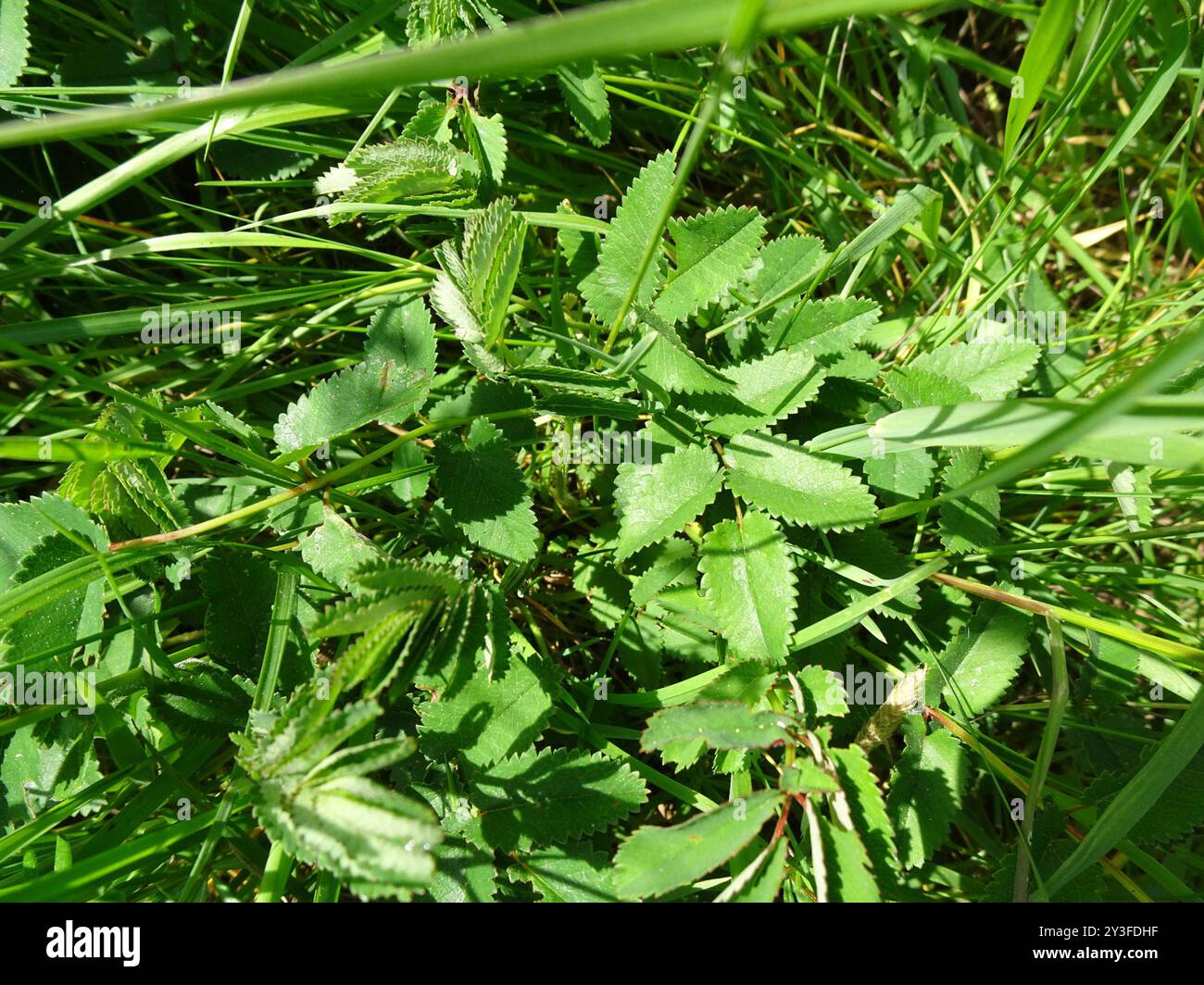 Great burnet (Sanguisorba officinalis) Plantae Stock Photo - Alamy