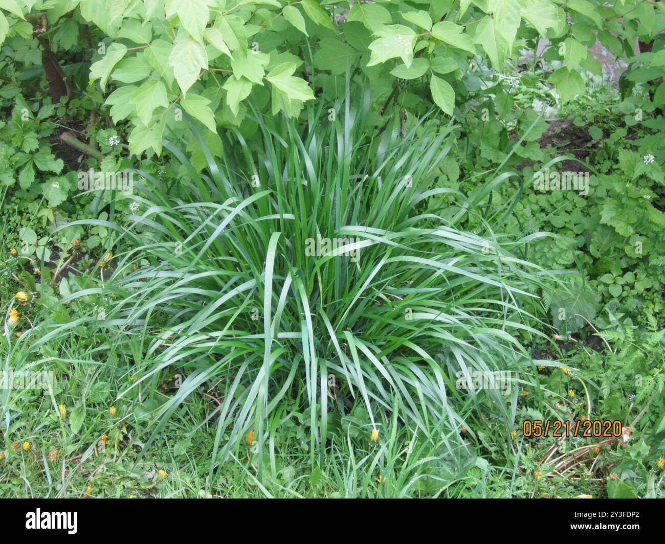 tall fescue (Lolium arundinaceum) Plantae Stock Photo - Alamy