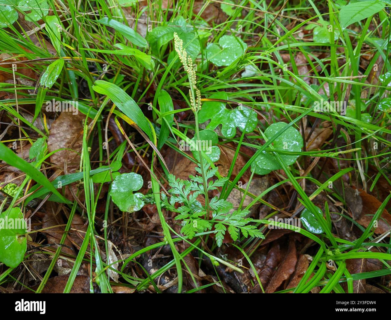 rattlesnake fern (Botrypus virginianus) Plantae Stock Photo - Alamy