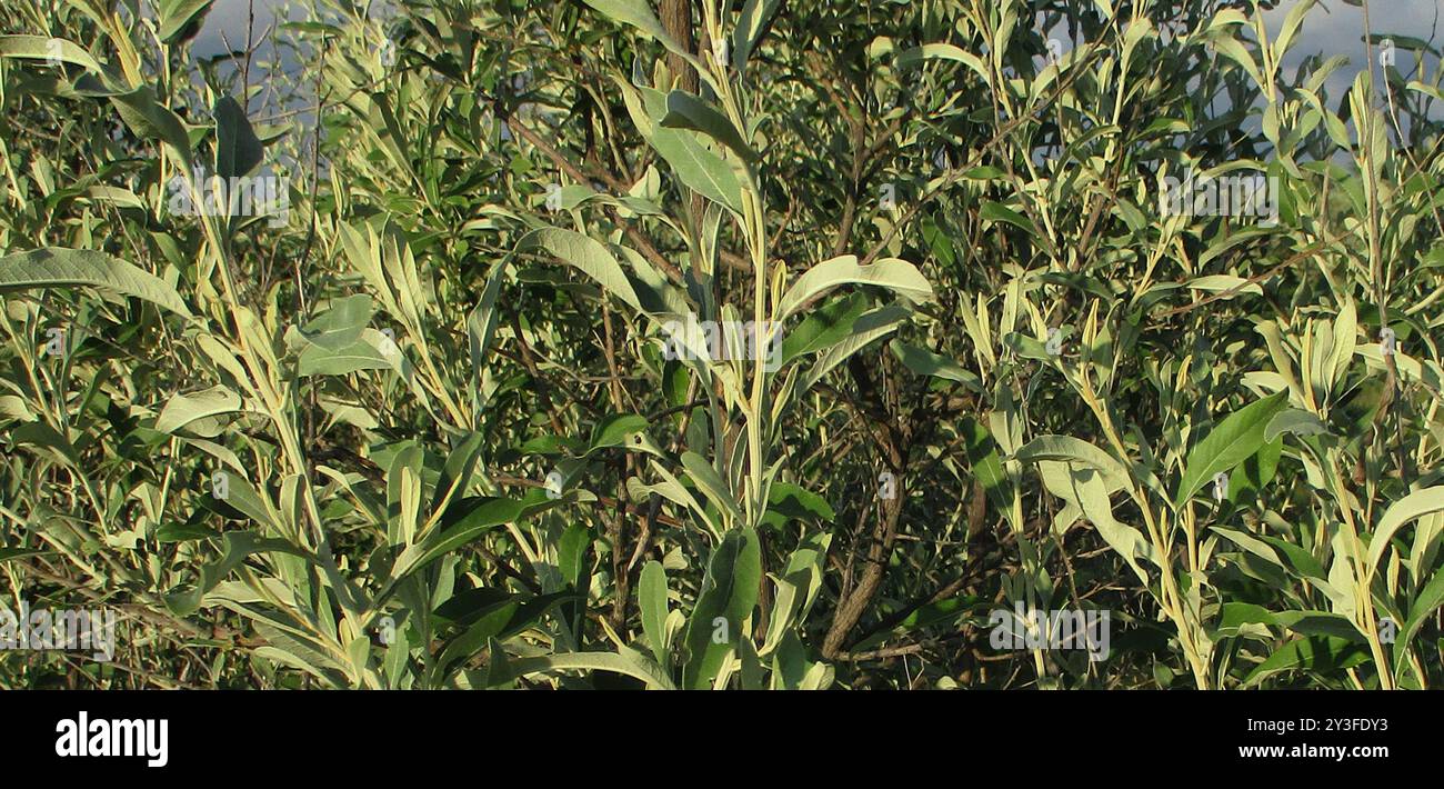 Wild Camphorbush (Tarchonanthus camphoratus) Plantae Stock Photo - Alamy