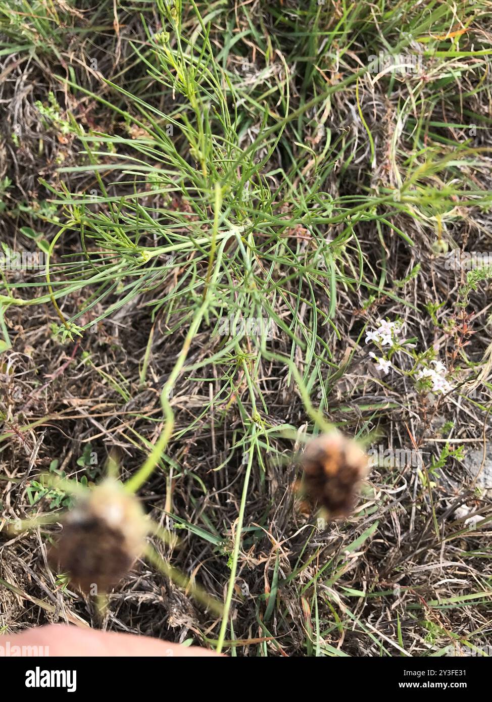 stiff greenthread (Thelesperma filifolium) Plantae Stock Photo - Alamy