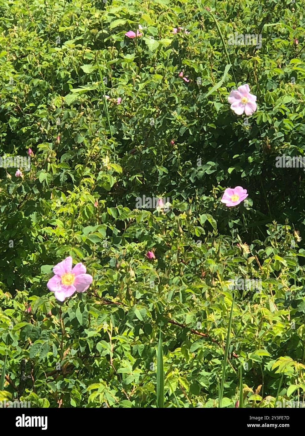 Nootka rose (Rosa nutkana) Plantae Stock Photo - Alamy