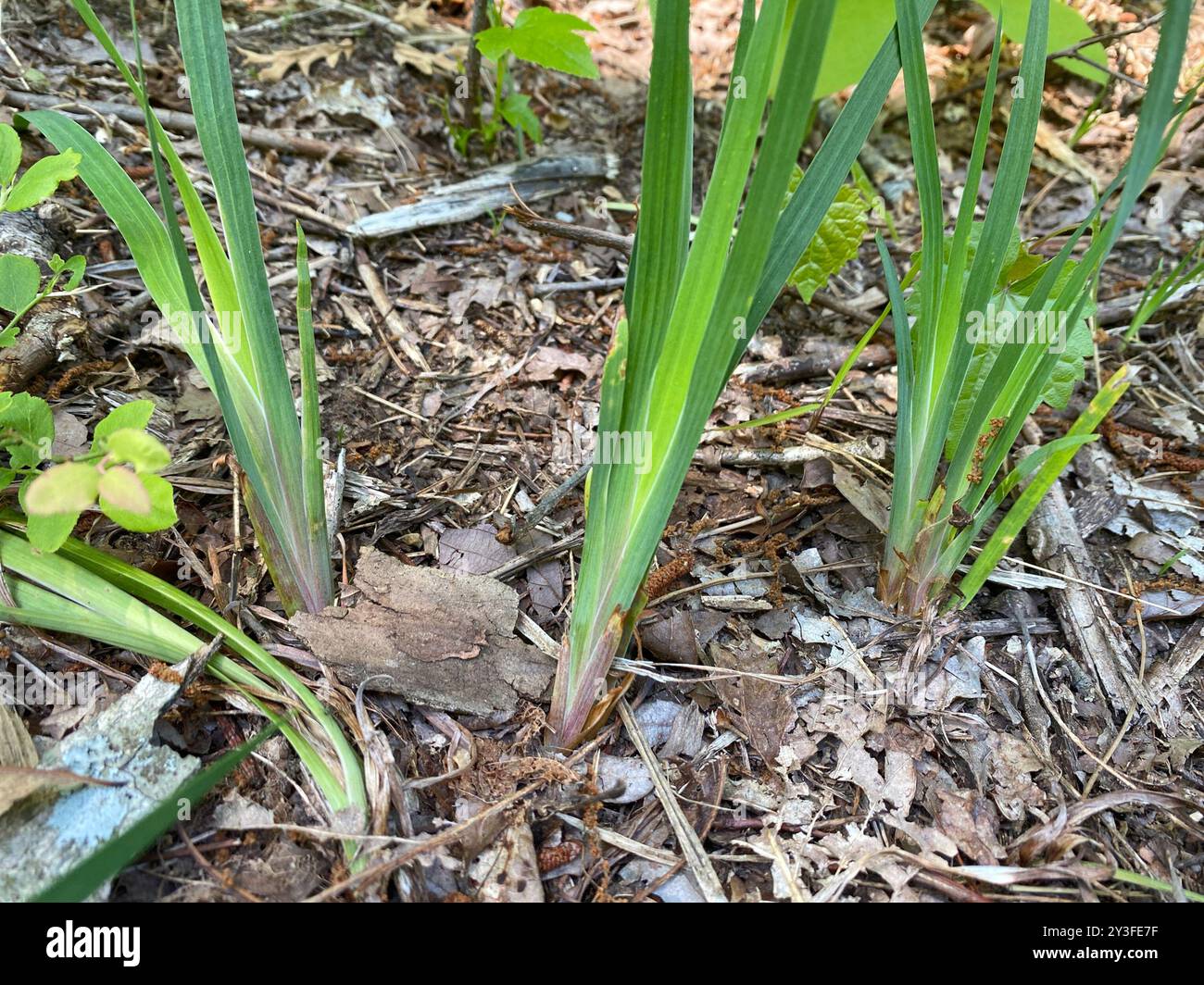 Sandhill Dwarf Iris (Iris verna verna) Plantae Stock Photo - Alamy