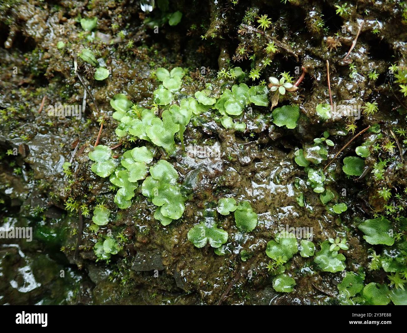 Narrow Mushroom-headed Liverwort (Marchantia quadrata) Plantae Stock ...