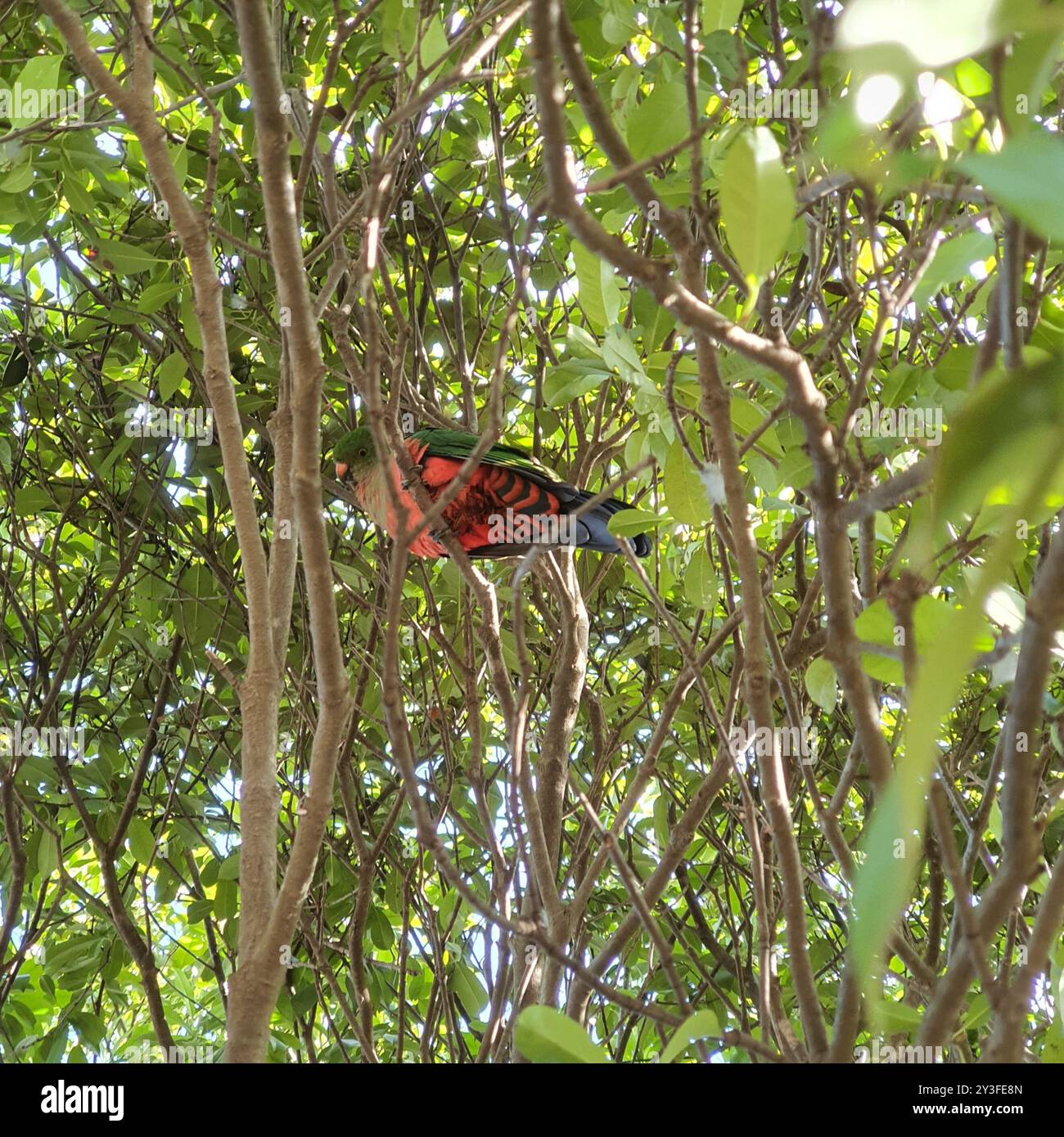 Australian King Parrot (Alisterus scapularis) Aves Stock Photo - Alamy