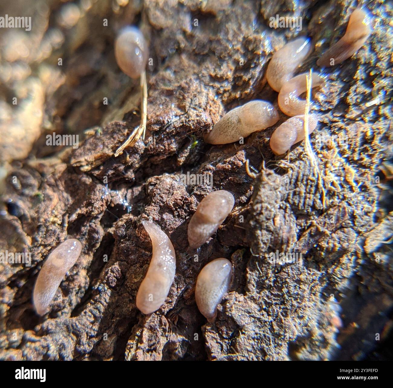 Milky Slug (Deroceras reticulatum) Mollusca Stock Photo - Alamy