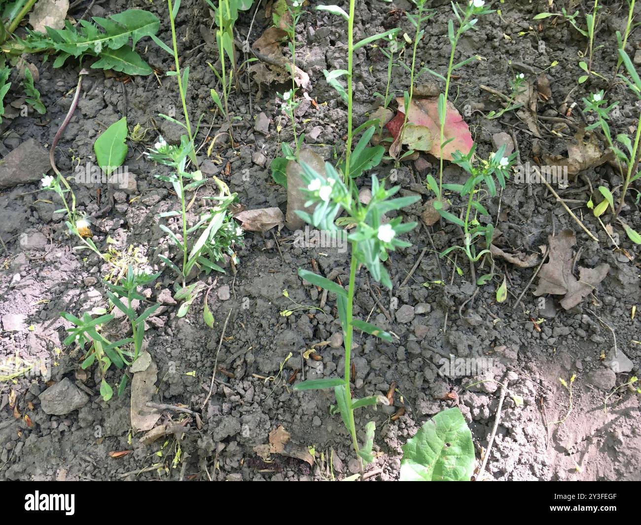 corn gromwell (Buglossoides arvensis) Plantae Stock Photo - Alamy