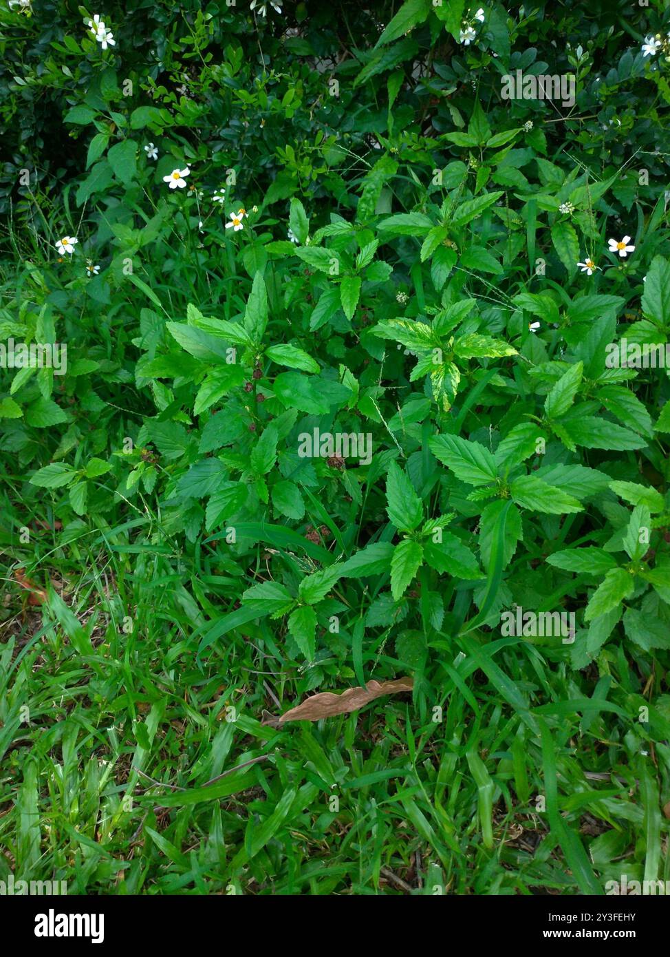 three-lobe false mallow (Malvastrum coromandelianum) Plantae Stock ...