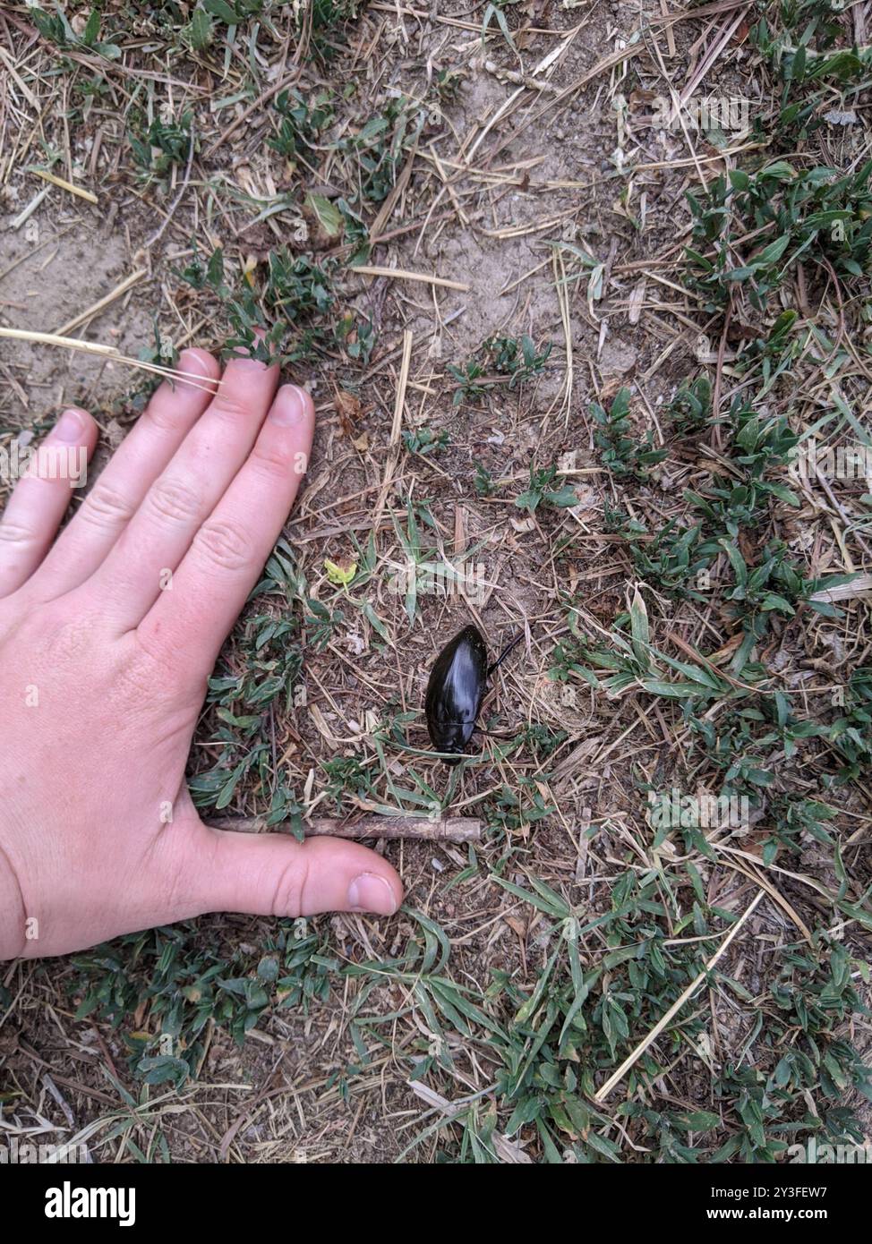 Giant Water Scavenger Beetle (Hydrophilus triangularis) Insecta Stock ...