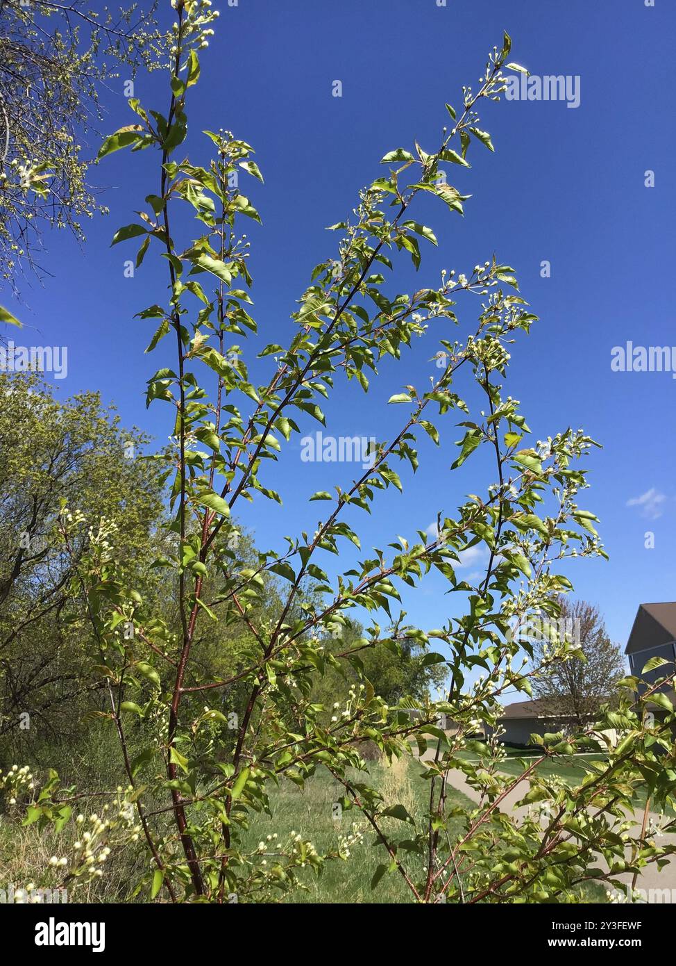 fire cherry (Prunus pensylvanica) Plantae Stock Photo - Alamy